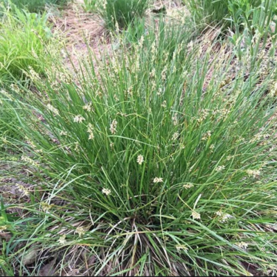 Plains Oval Sedge 4-pack – Urban Roots